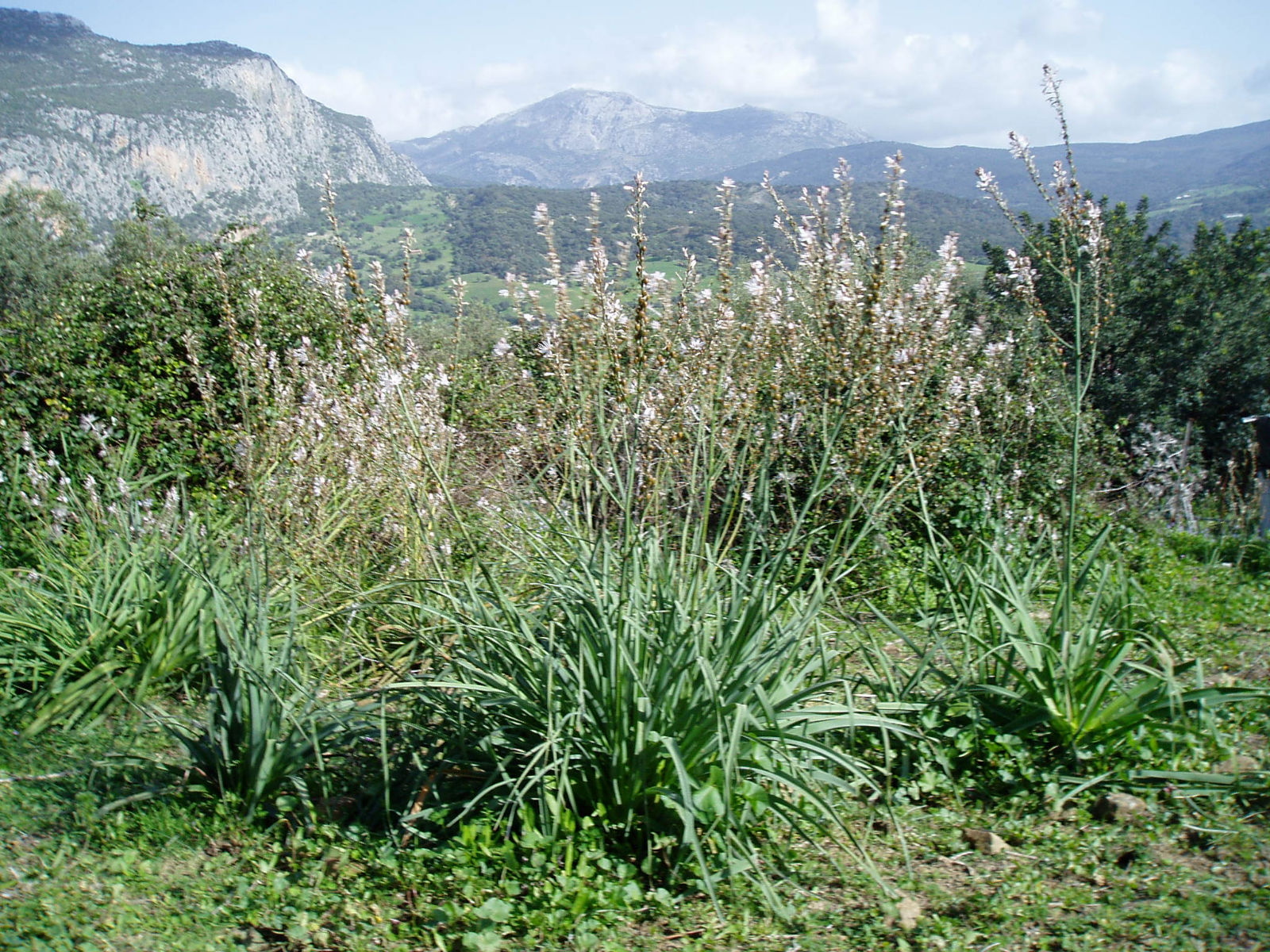 Ubrique natural: Gamones y tagarninas de la Sierra de Ubrique