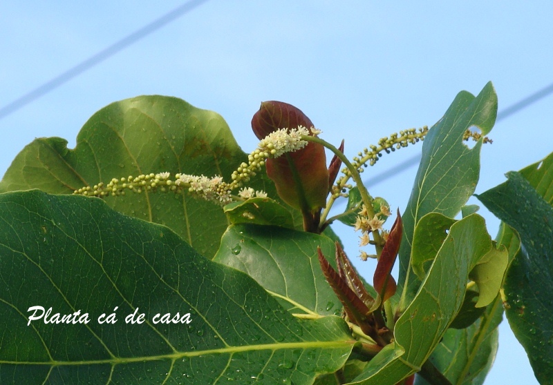 Planta cá de casa: Sete-copas