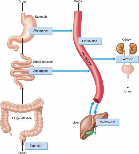 Mechanism of absorption of Drugs