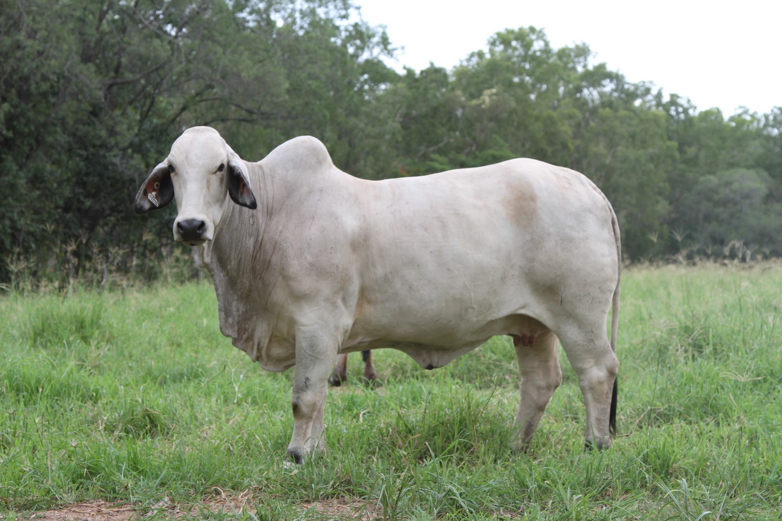 Lindley Park Brahmans: Stud Cows