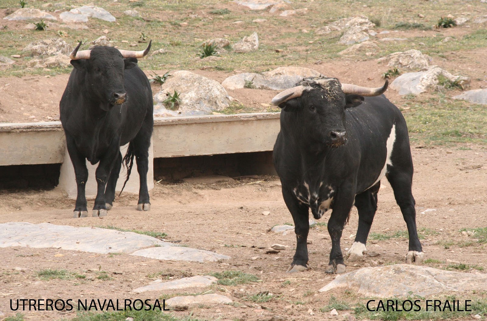 Reflexionando a la Verónica: UNA BONITA VACA, UN SEMENTAL, DOS ...