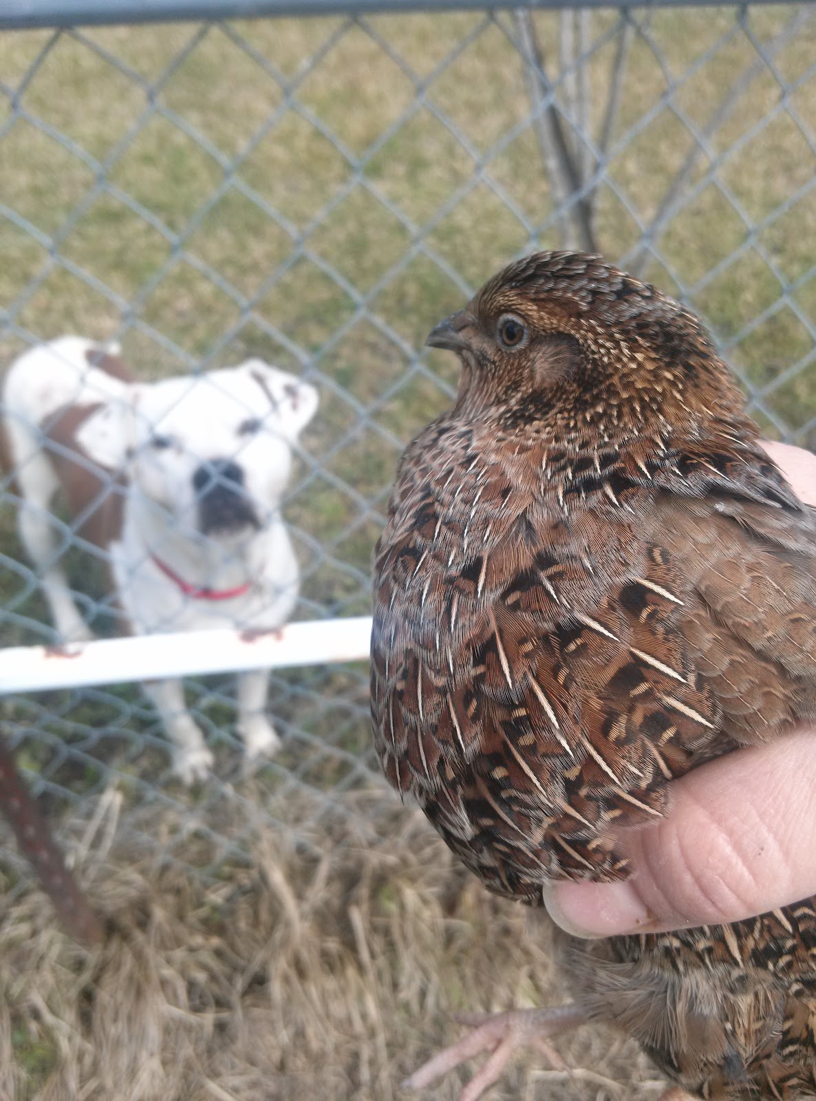 HighTail Farms: A bird in the hand and a bulldog in the backyard
