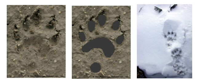 Exotic Animals Register: Guide To The Main Four UK New UK Predator Species