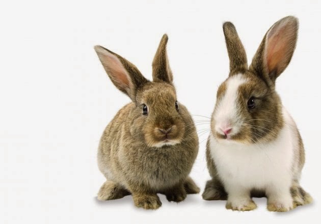 Comportamento do Coelho de Acordo A Idade