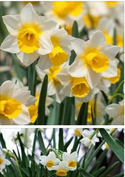 DAFFODILS I Wandered Lonely As A Cloud POEM SUMMARY LITERARY daffodils-i-wandered-lonely-as-a-cloud-poem-summary-literary