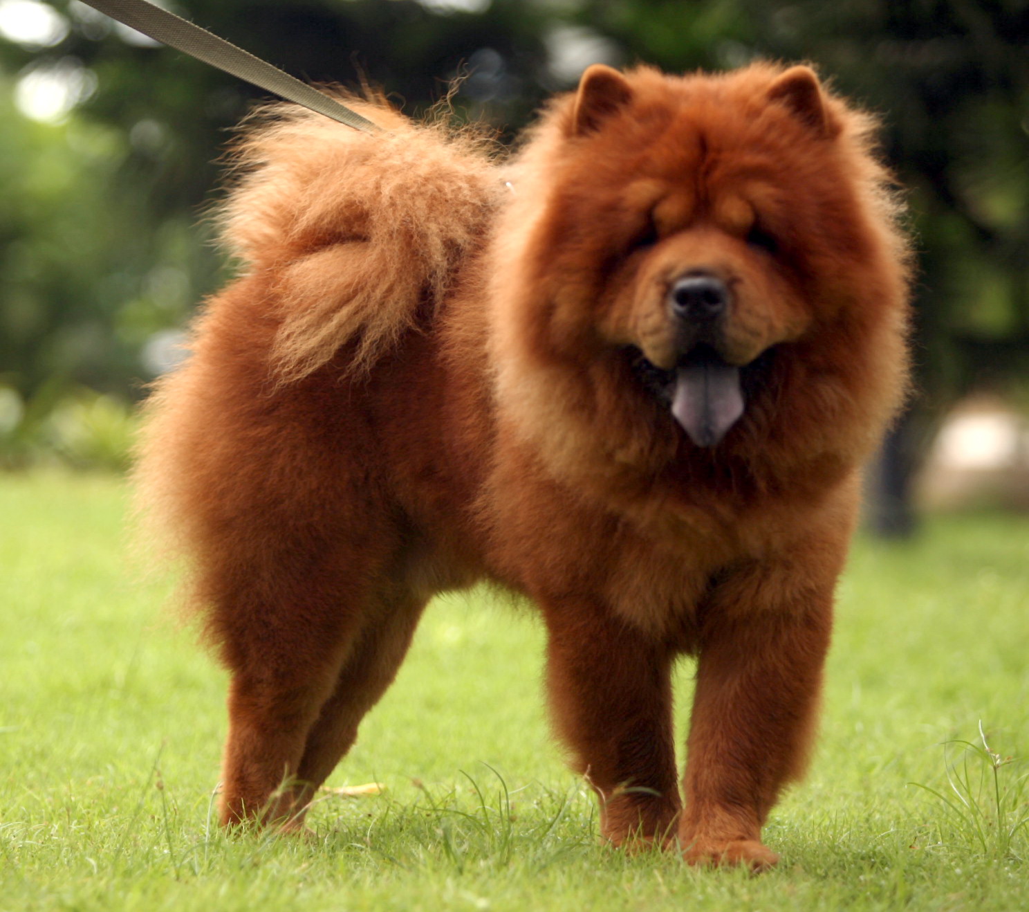 cutest chow chow - Wallpapers Free