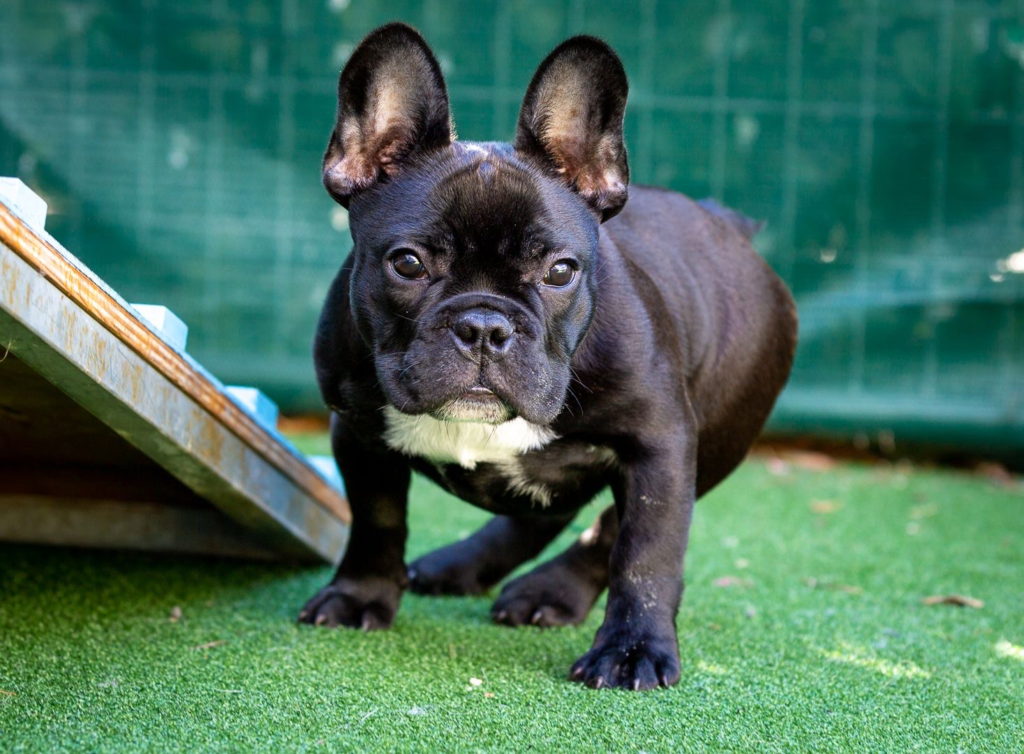 French Bulldog Pup Angel Needs Her Wings | Australian Dog Lover