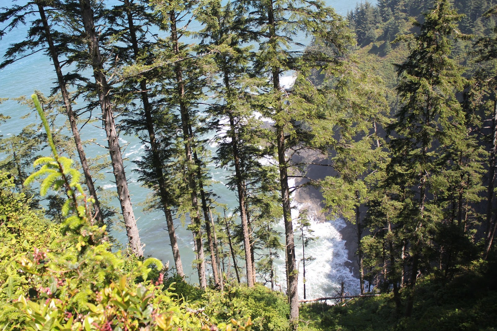 Oregon Coast – Where Trees Meet Seas | Motherhood and More