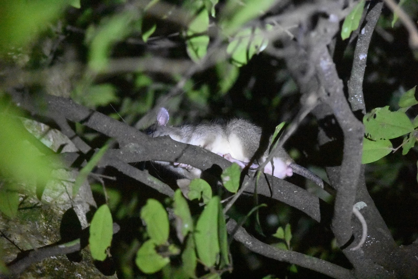 9001mammals: GIANT WHITE-TAILED RAT