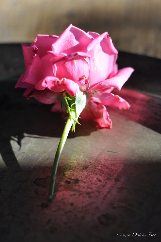 simplu si bun: Povestea unei roze...