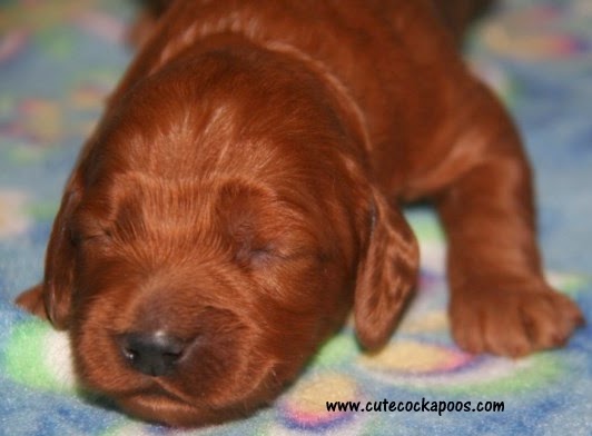 Cute Cockapoos: Progression of a Cockapoo Puppy, Week by Week Photos