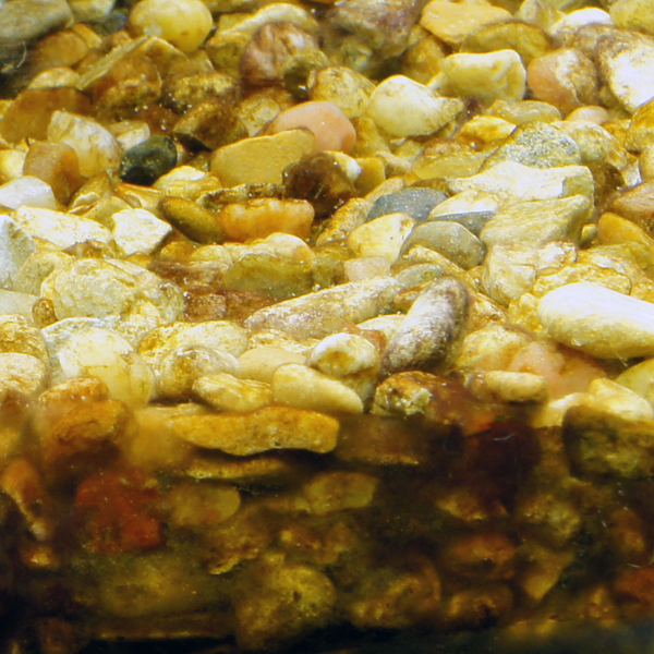 Bio Load in Aquarium or Pond