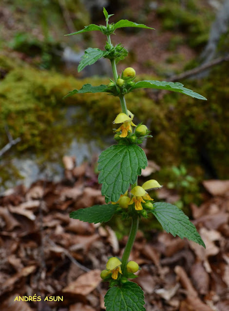 Flores silvestres de la Cordillera Cantábrica: LABIADAS - Labiatae