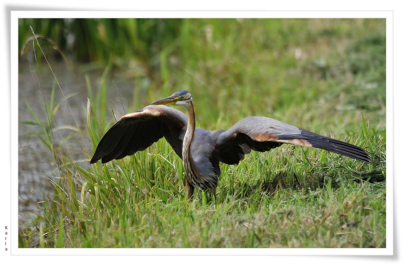 NATUURLIJK NEDERLAND: PURPER REIGER, POLDERS NEXT TOPMODEL