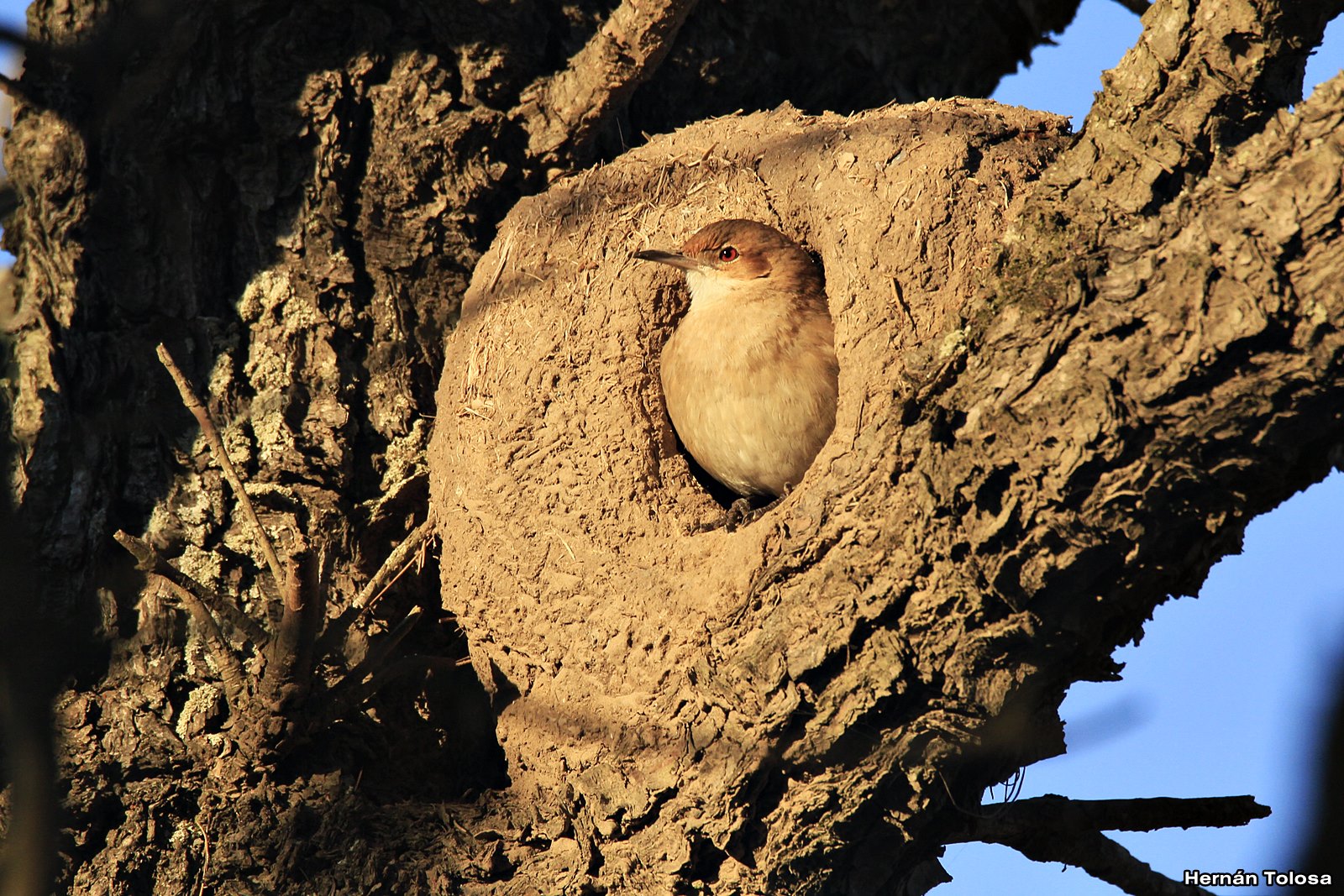 Aves Bonaerenses: Horneros