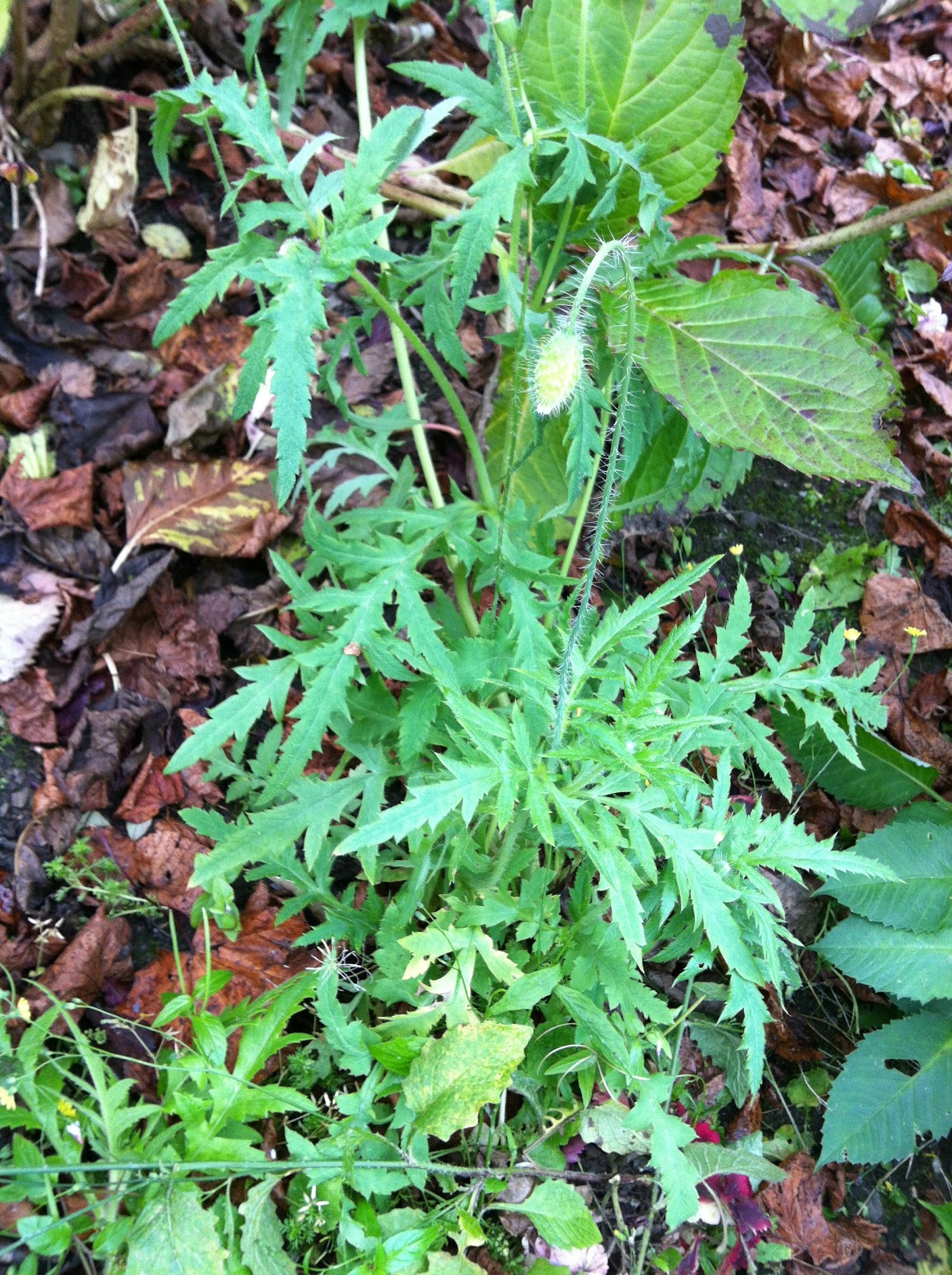 Horticulture - Plant identification, Care and Maintenance: Californian ...