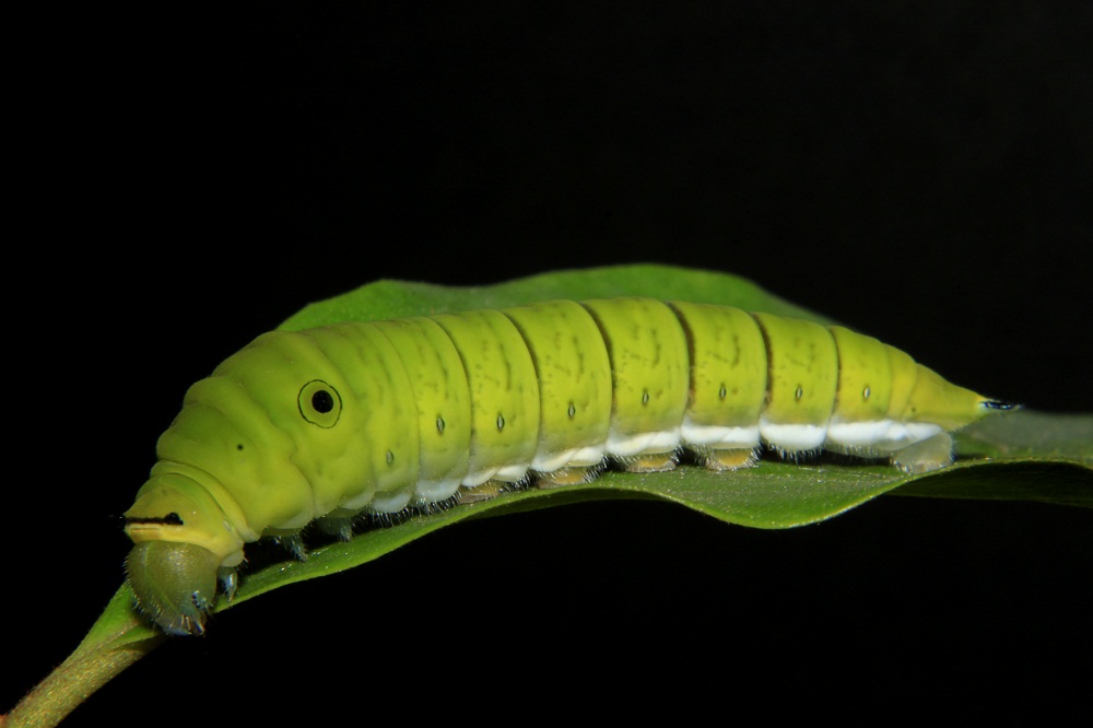 Winged jewels: Life Cycle of Common Jay (Graphium doson)