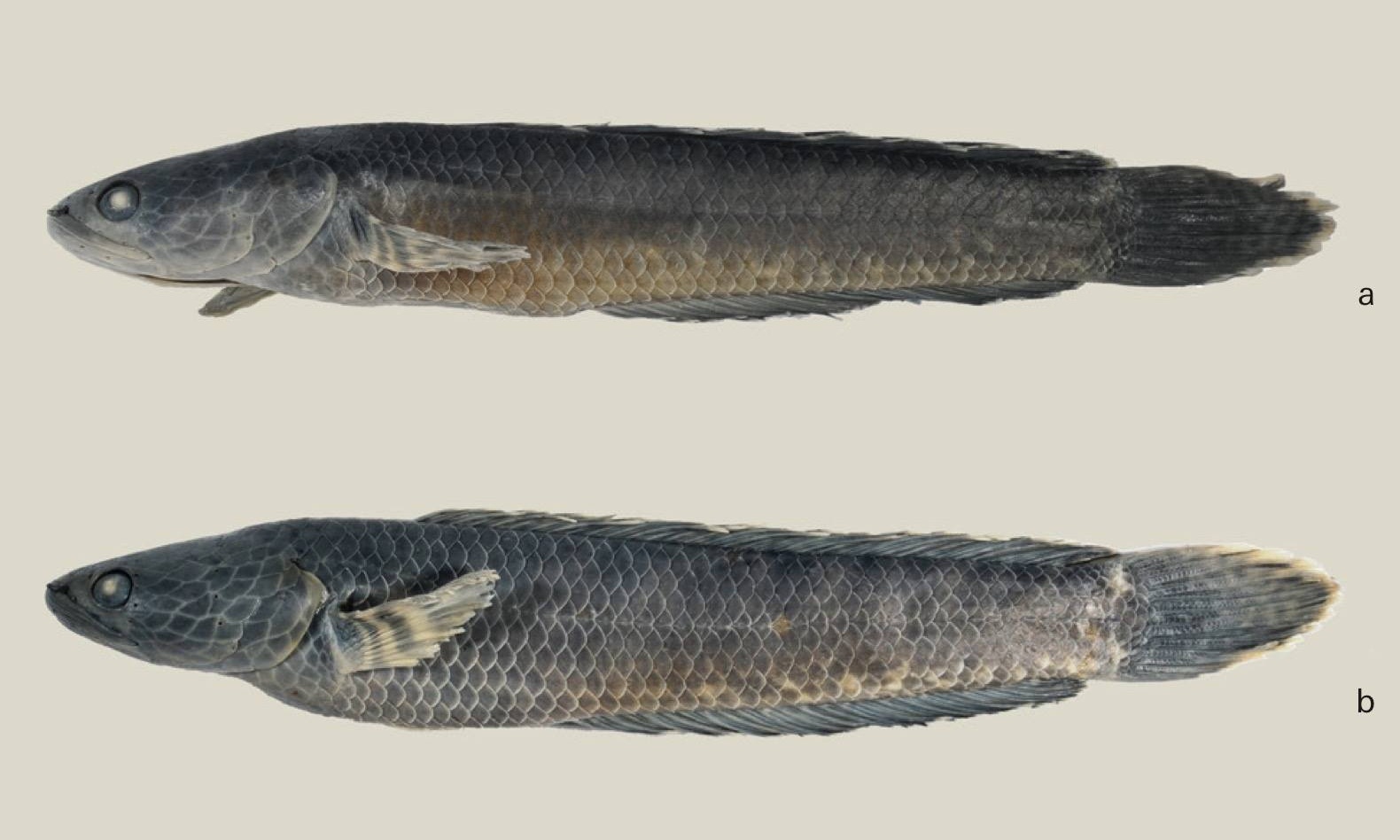 Species New to Science: [Ichthyology • 2017] Channa shingon • A New ...