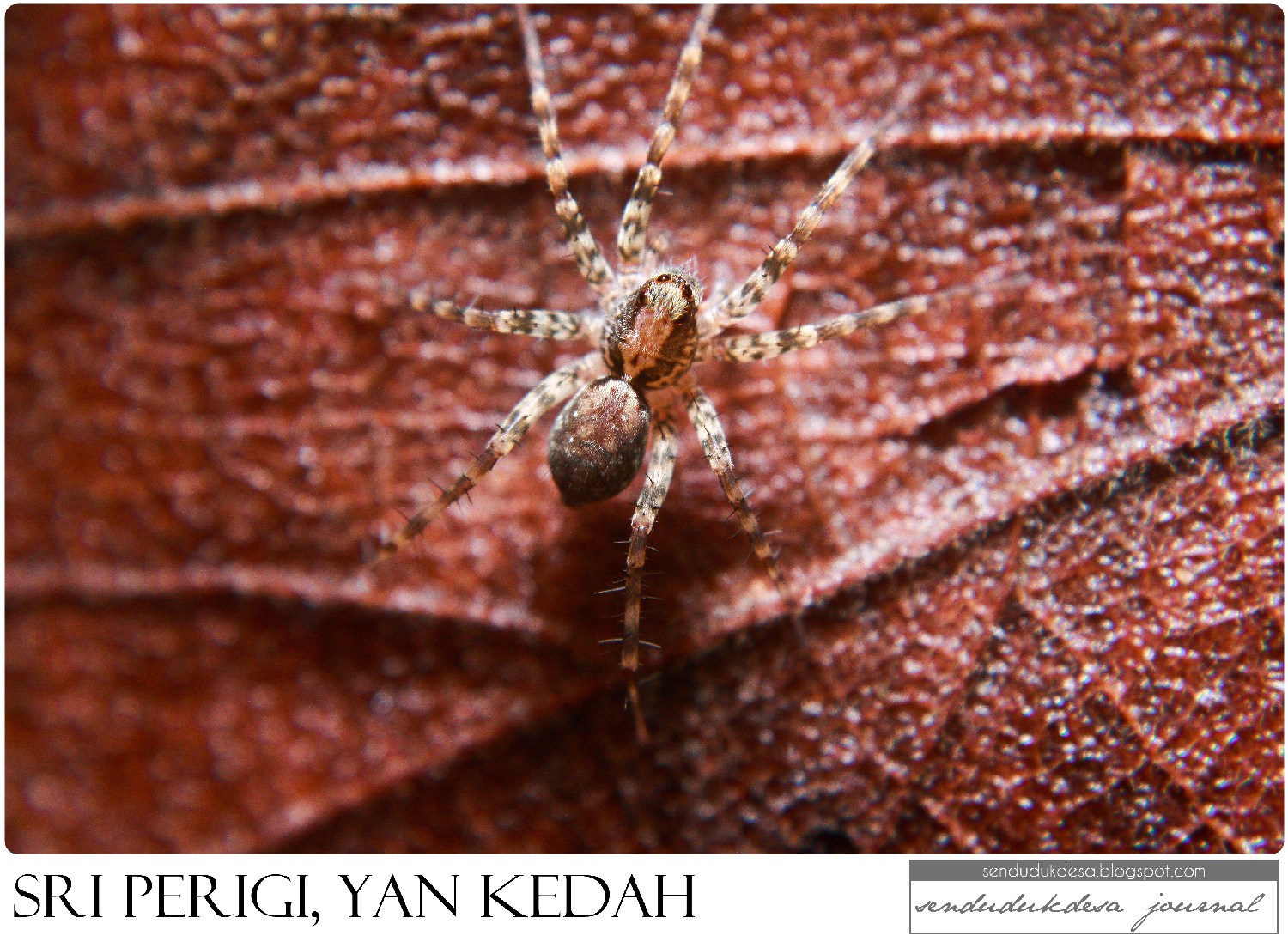 sendudukdesa journal: Makro - Sri Perigi, Yan, Kedah