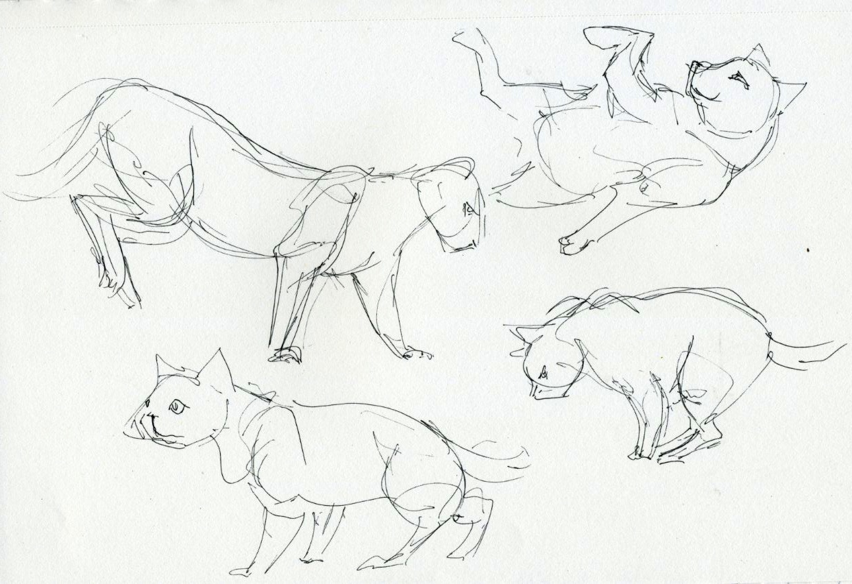 isabelle gedigk: More Animal Gestures