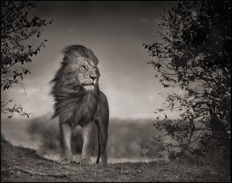 Oscar da Cunha: EL LEÓN, LA CEBRA, Y LA LIEBRE