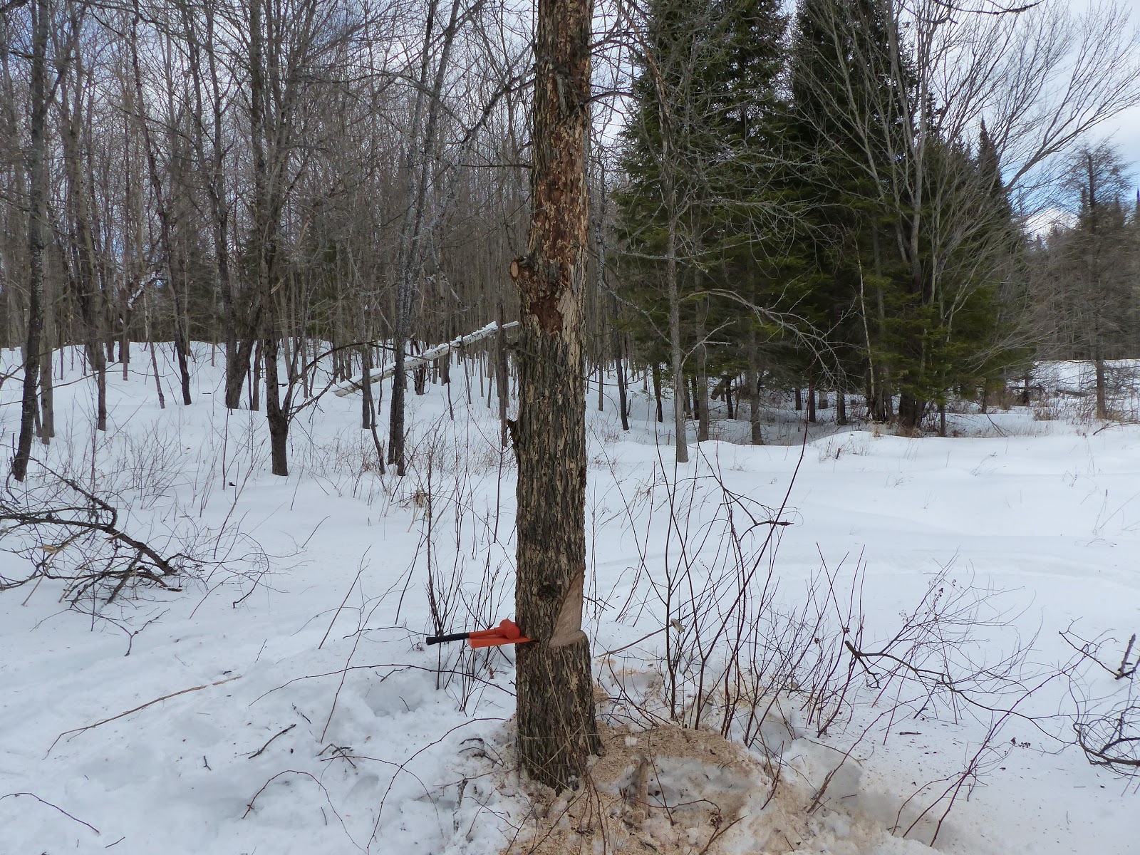 Wilderness Tales by Author R.G.Wright: TIMBERRRRRR! How to drop a tree.