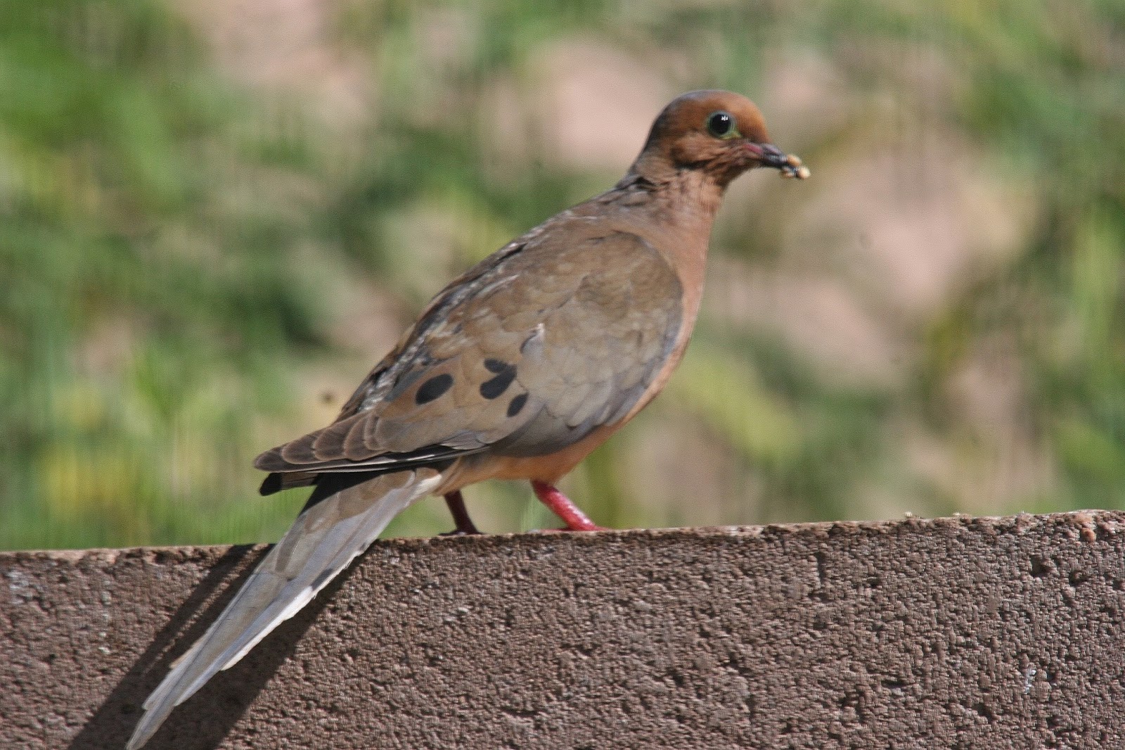 At Home on Azure Sky: The Ruddy Mourning Dove