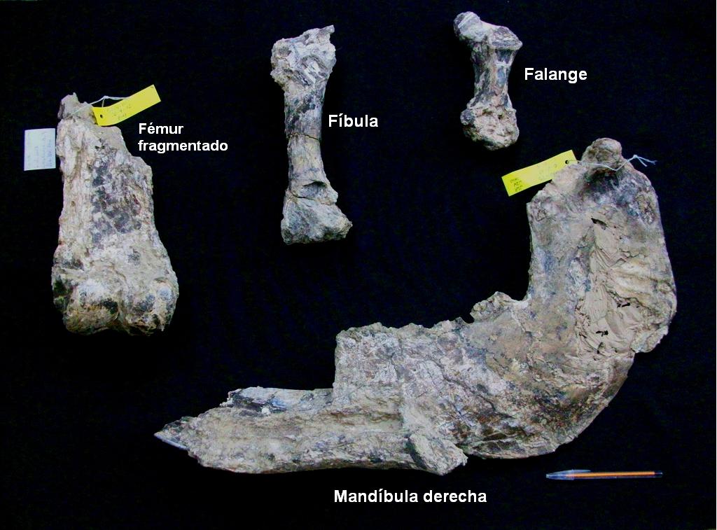 NUEVOS RESTOS FOSILES