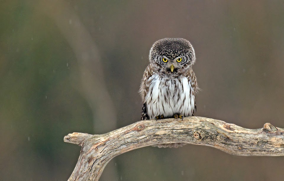 Content in a Cottage: Serious Owl on A Branch