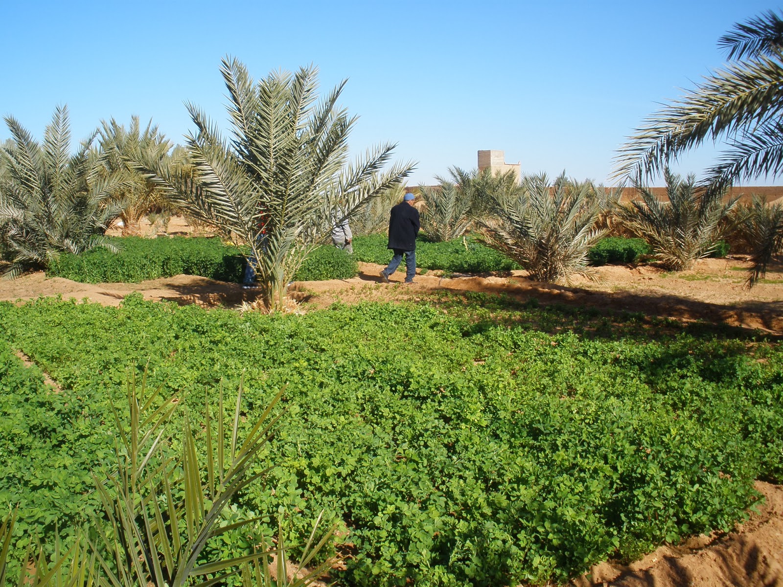 Travels with Olga: Day 8 – Sahara Desert Visits