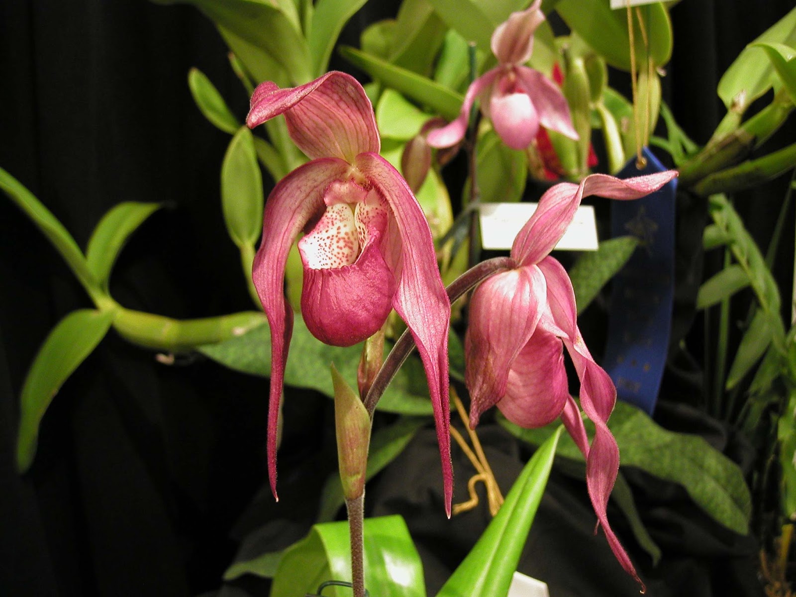 Learn all about - Phragmipedium orchids