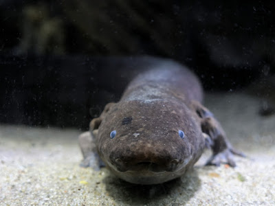 Real Monstrosities: Siren