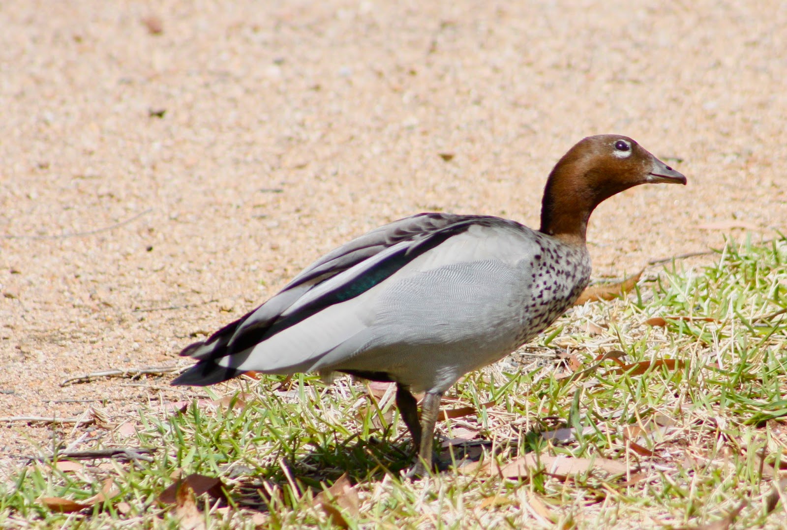 I am a liminal being: STANDING DUCKS
