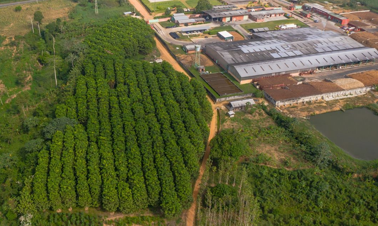 CAOUTCHOUC | La SCC vise 40 000 t de production