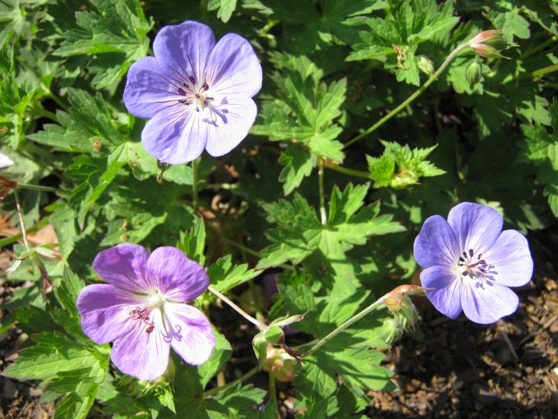 Future Plants by Randy Stewart: Perennial Geraniums