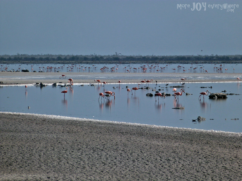 more JOY everywhere!: Operation Go Great Inagua!