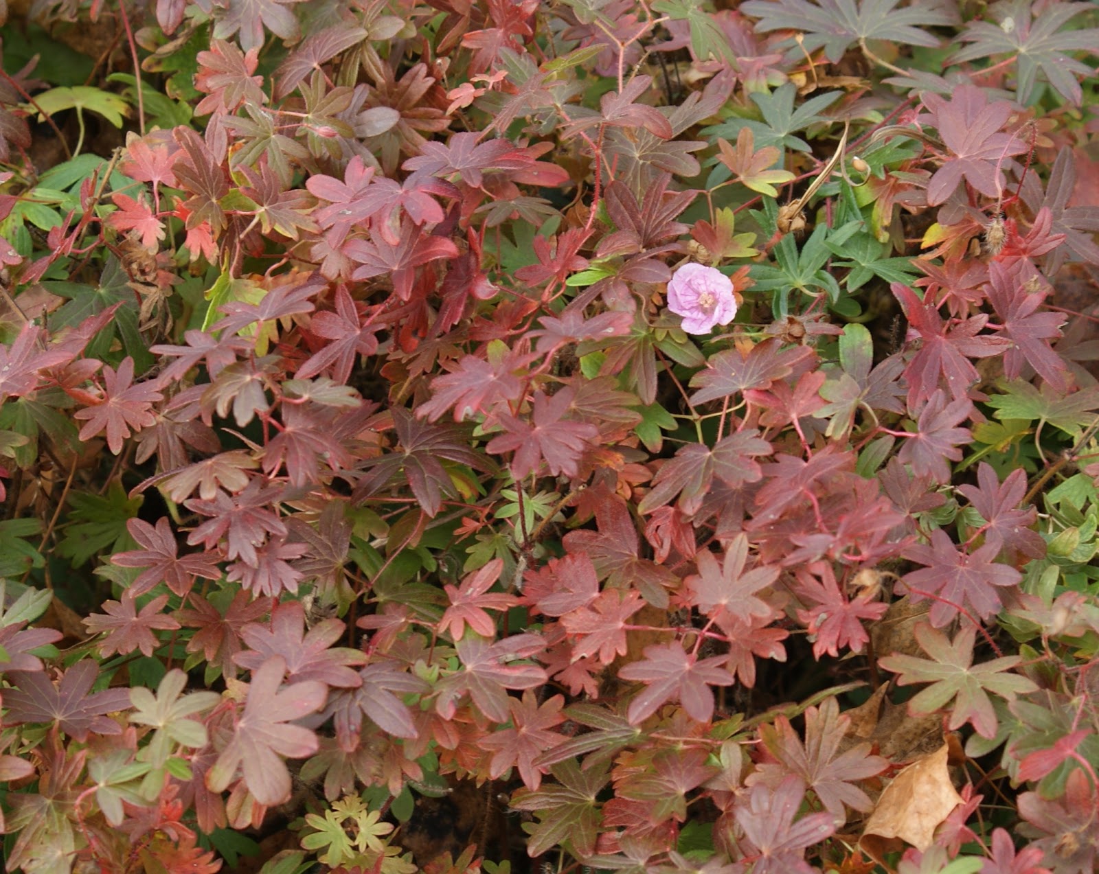 Visit My Garden: Hardy Geraniums (Cranesbill)