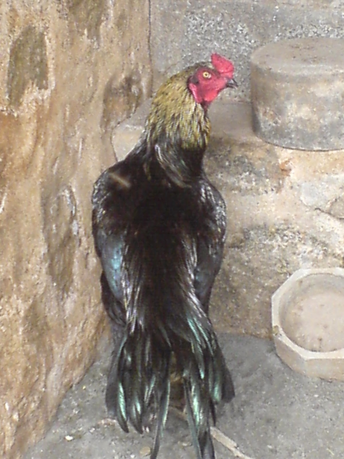 கட்டு சேவல் - KATTU SEVAL - SANDAI SEVAL - FIGHTING ROOSTER: ROOSTER'S ...