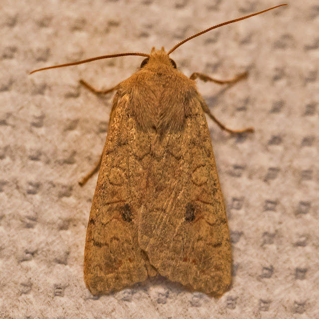 Butterflies, Dragonflies, Moths & other Insects: Brick Moth