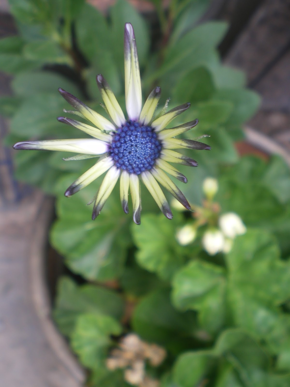 Arte Manual: Proceso de formación de la Margarita Africana, una flor ...