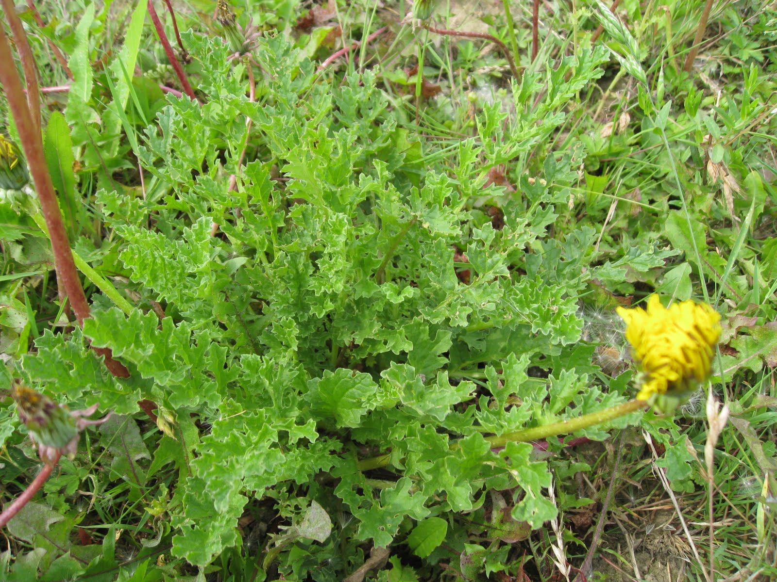 New Horse Owners: Do you know how to identify Ragwort?