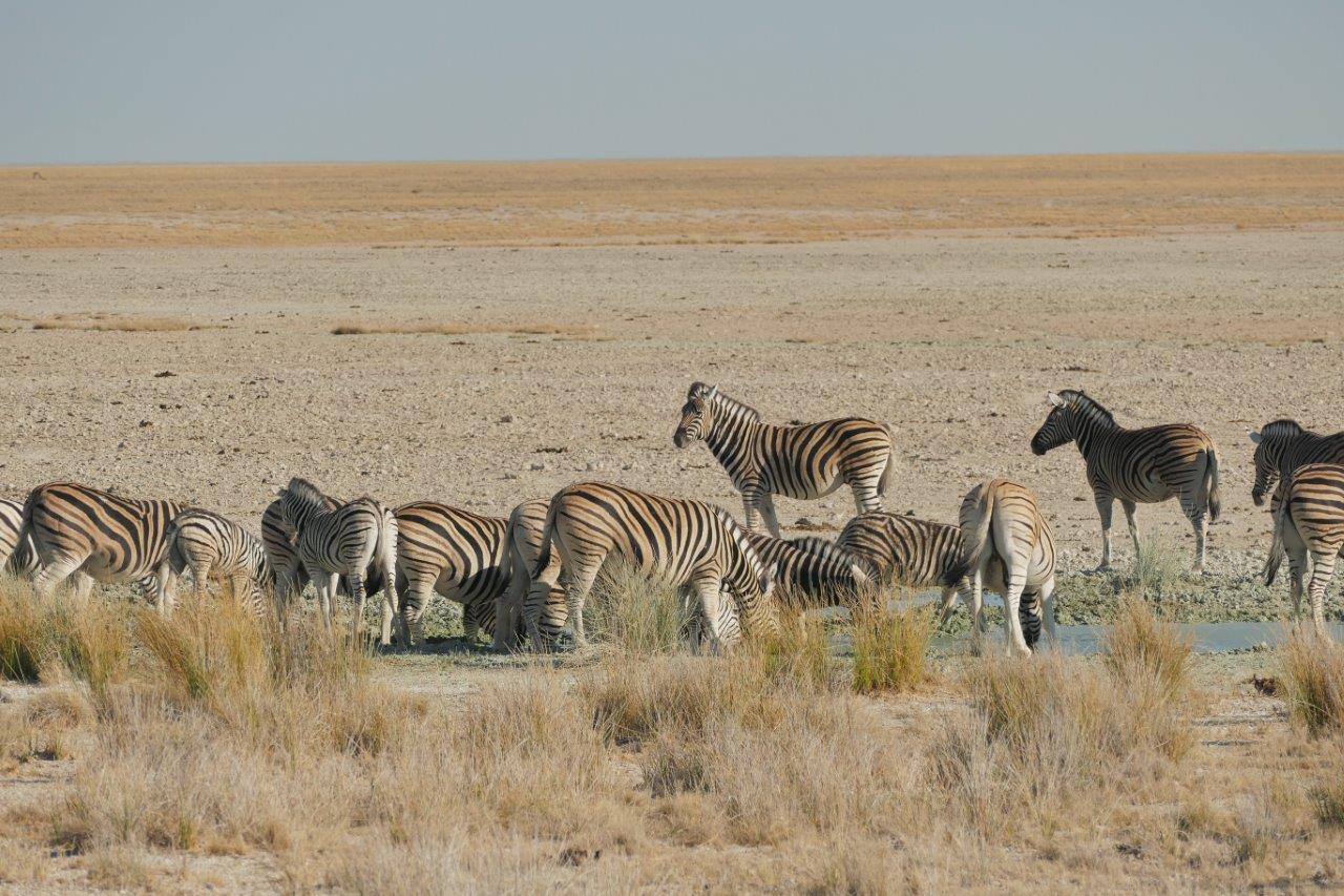 Southern Africa's Ramsar Sites: Etosha Pan (Namibia)