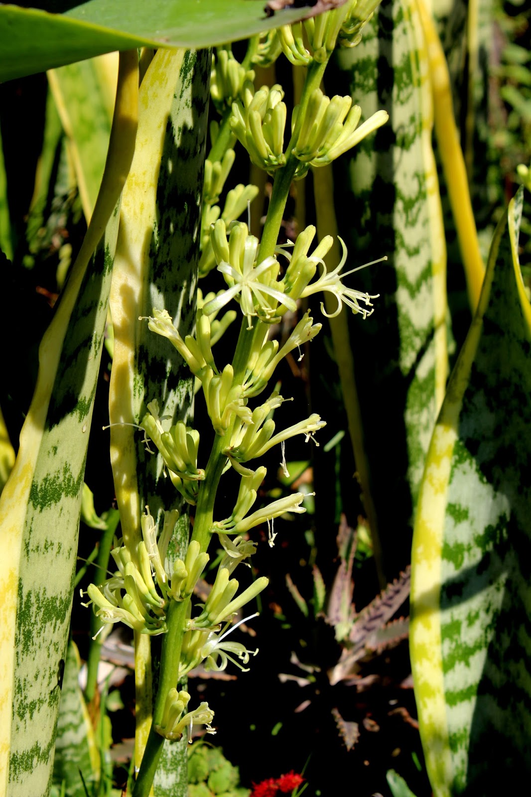 Uma flor por dia: Espada-de-são-jorge