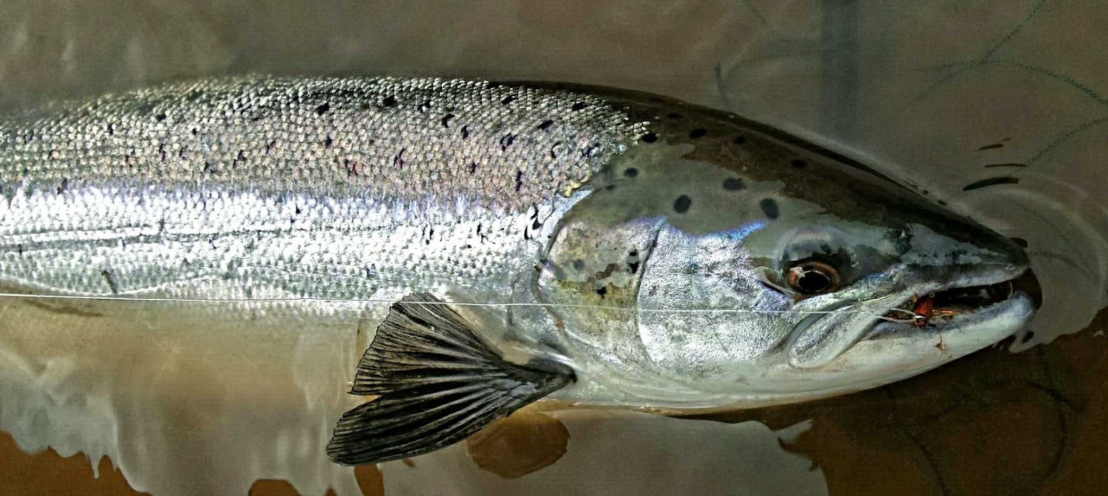 Savage Fishing: Good Fun With Grilse