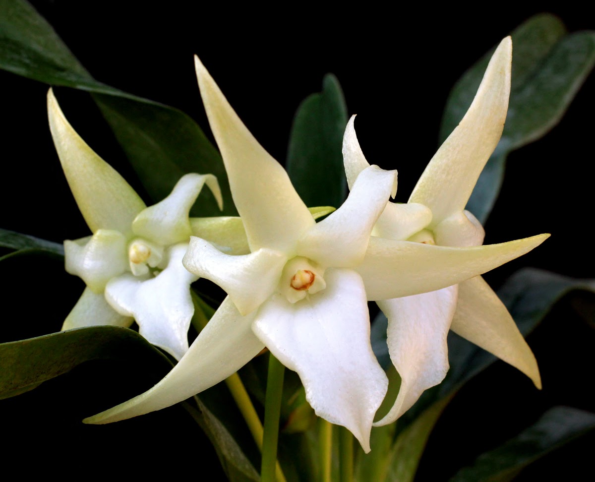 Angraecums...: News and Other Tid Bits