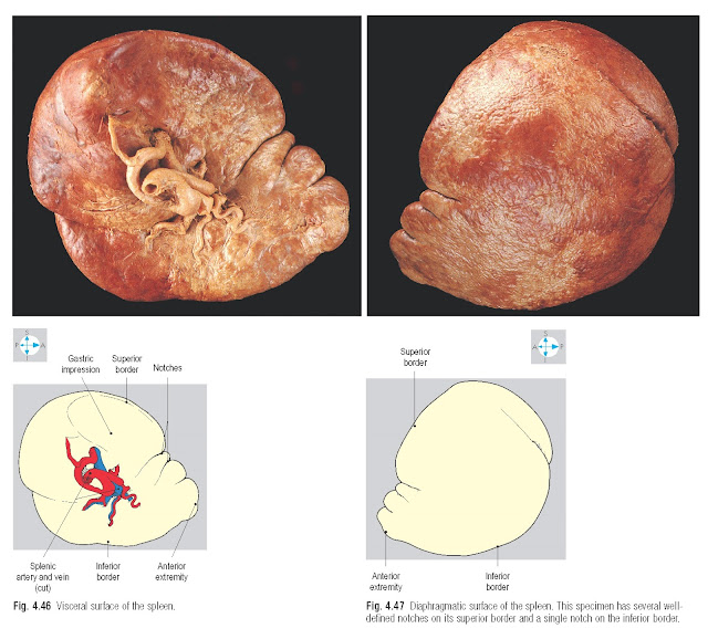 Spleen Anatomy - pediagenosis
