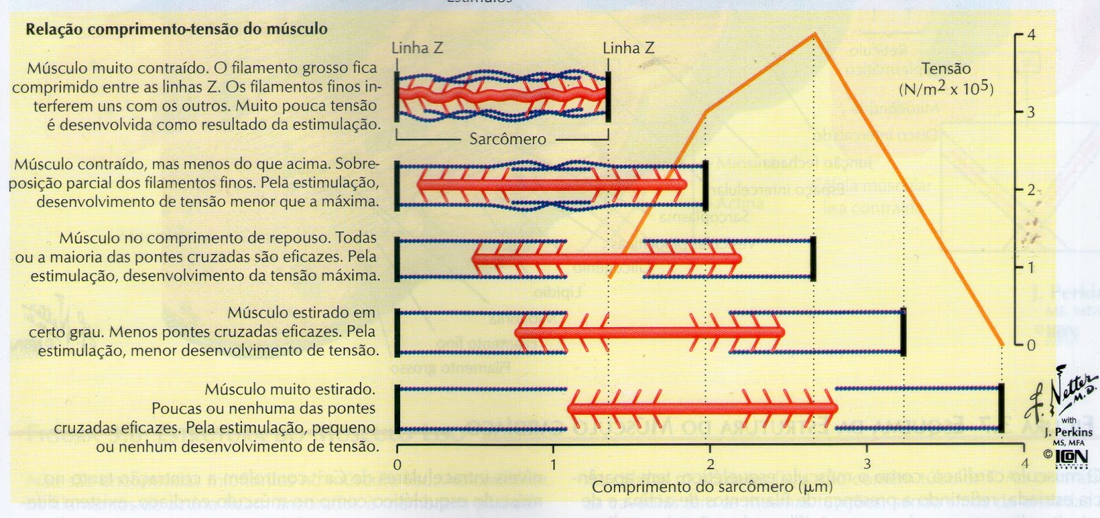 BIOMECÂNICA DO MOVIMENTO HUMANO: FORÇA MUSCULAR