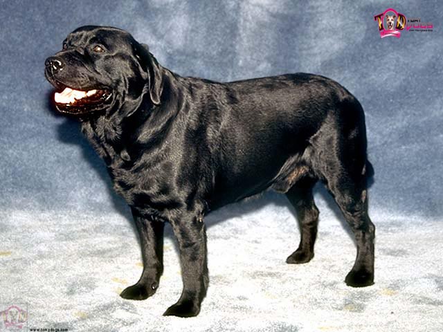 Lebra Dogs. Info and HD Wallpapers | Tomy Dogs