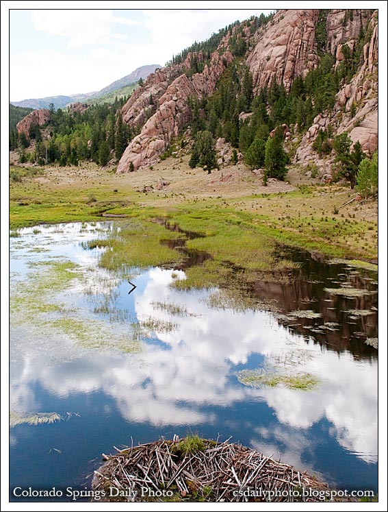 Colorado Springs Daily Photo: Beaver Dam