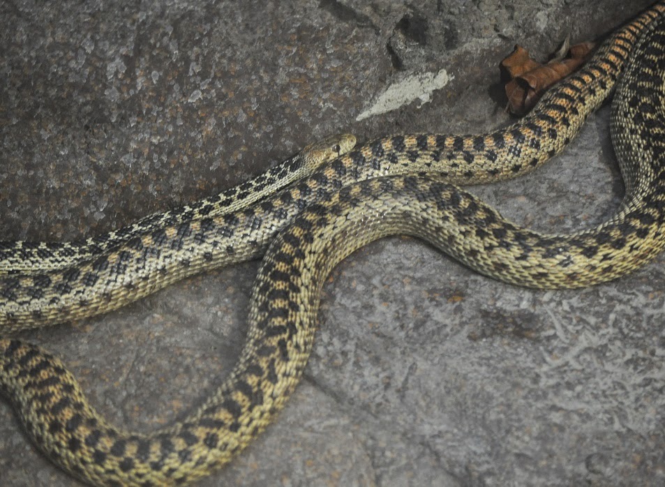 ZOOTOGRAFIANDO (6.100 ANIMALS): SERPIENTE TORO / COMMON PINE SNAKE ...